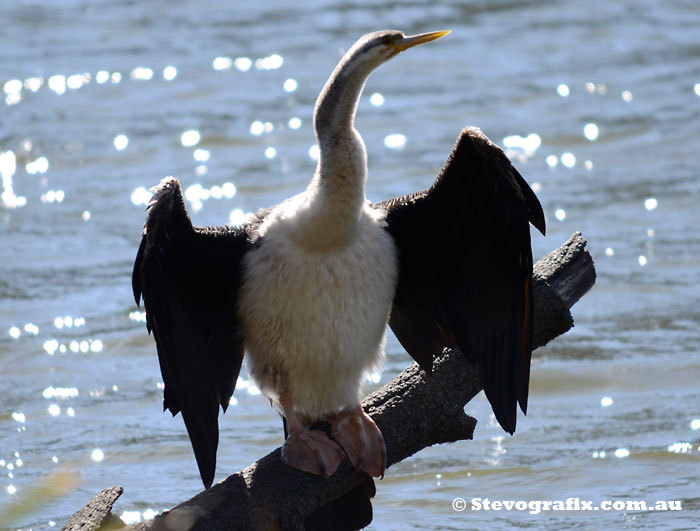 Australasian Darter - Anhinga melanogaster - Stevografix