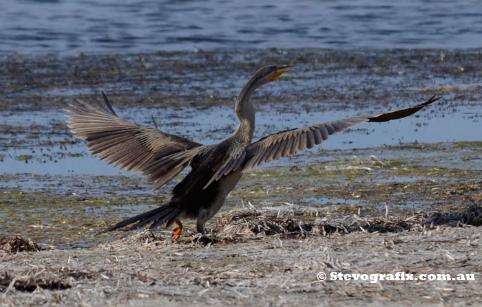 Australasian Darter - Anhinga melanogaster - Stevografix