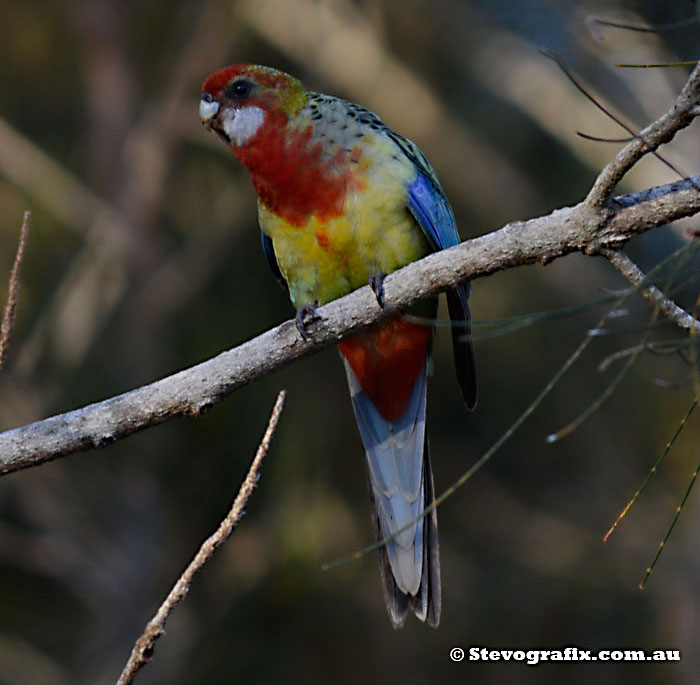 Eastern Rosella - Platycercus eximius - Stevografix