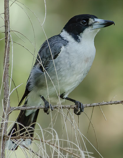Grey Butcherbird - Cracticus torquatus - Stevografix
