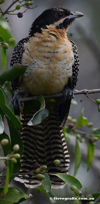 Koel - Eudynamys scolopacea - Stevografix