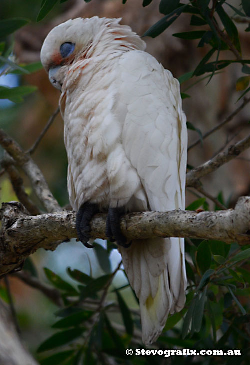 Little Corella - Cacatua sanguinea - Stevografix