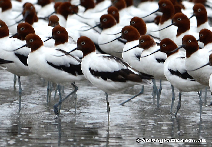 Red necked avocet - Alchetron, The Free Social Encyclopedia