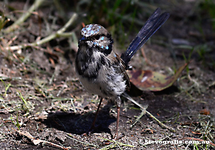 Superb Blue Wren - Malurus cyaneus- Stevografix