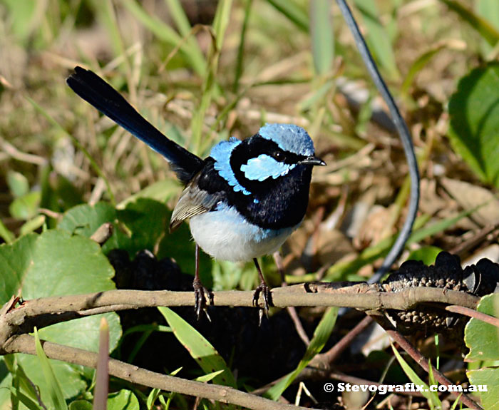 Superb Blue Wren - Malurus cyaneus- Stevografix