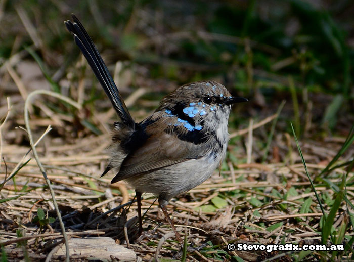 Superb Blue Wren - Malurus cyaneus- Stevografix